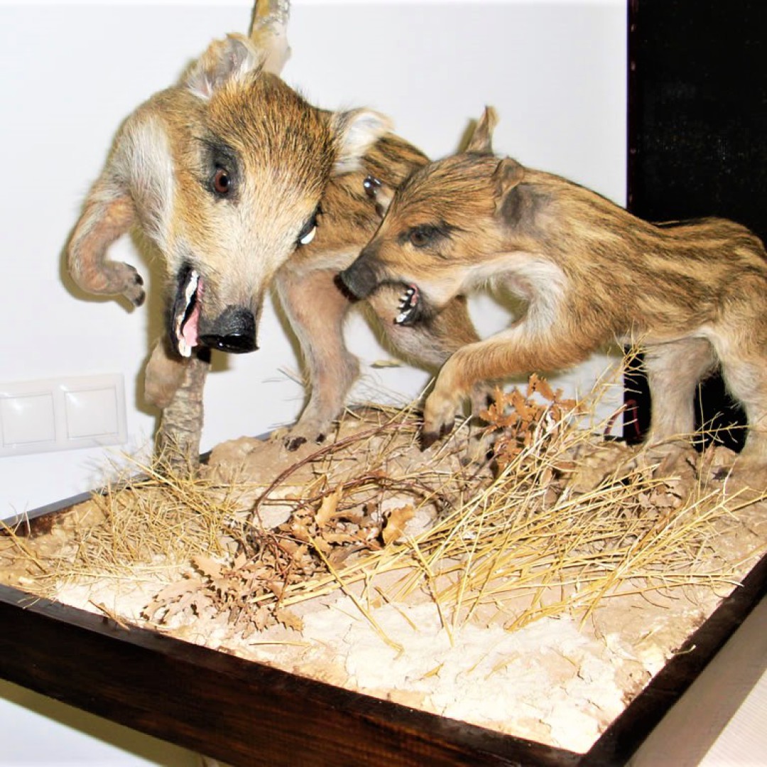 Taxidermista especializado en mascotas | La Taxidermia